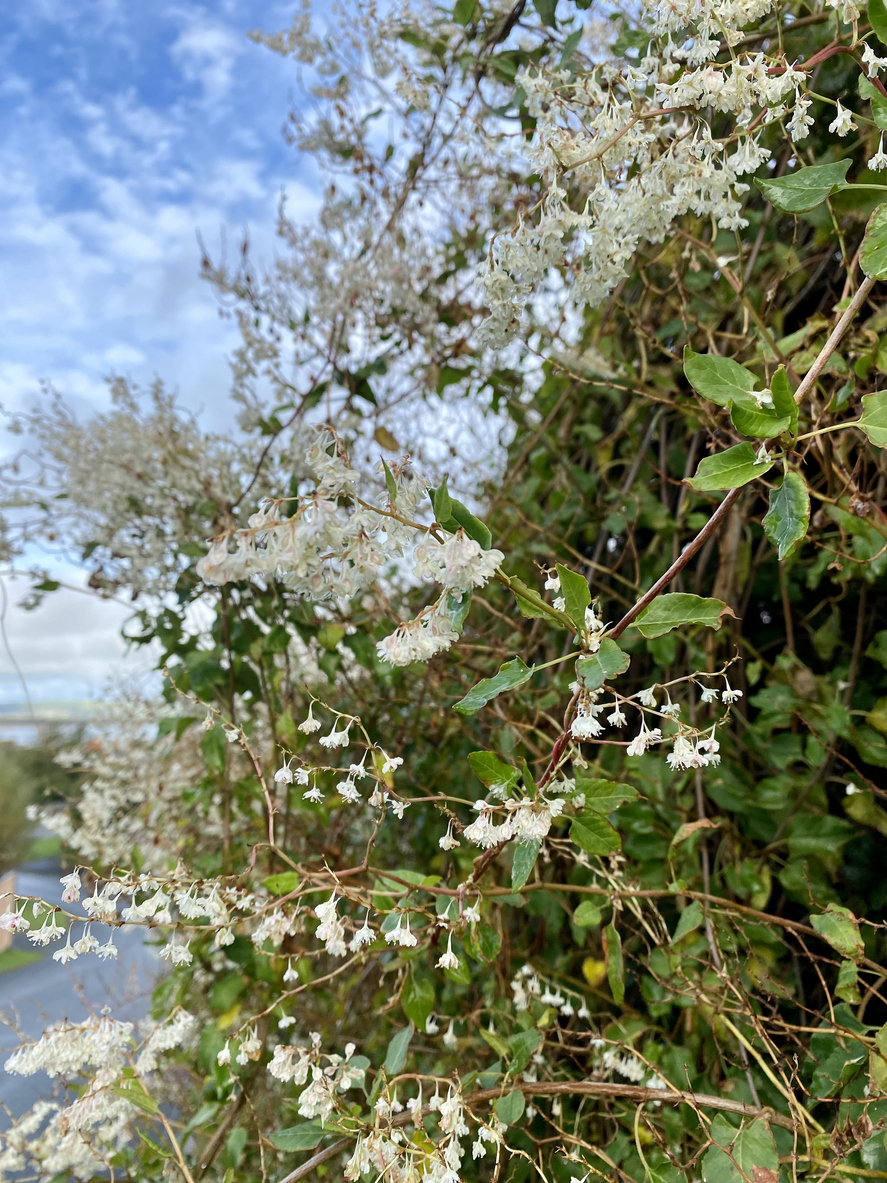 De fallopia baldschuanica - MijnPlant
