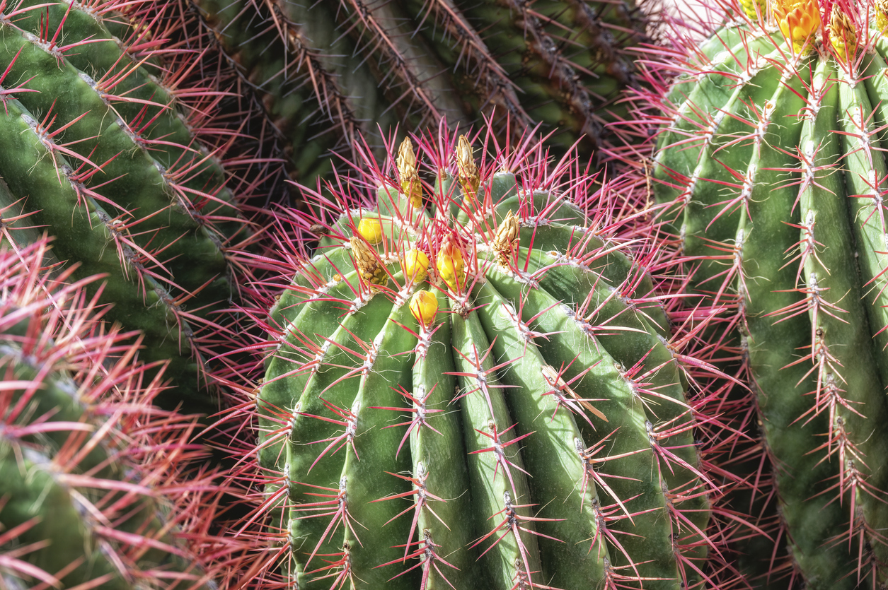 Pachycereus pringlei - MijnPlant.info