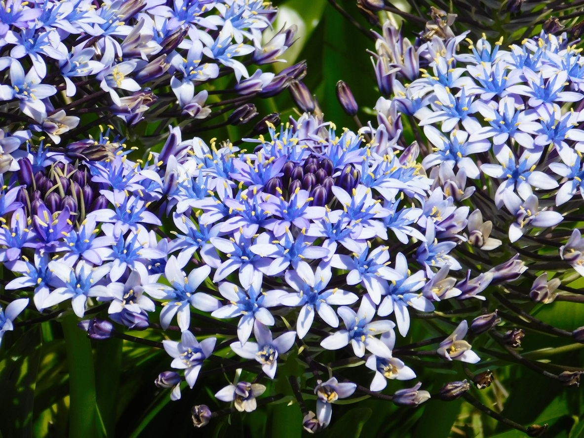 De scilla peruviana - MijnPlant.info